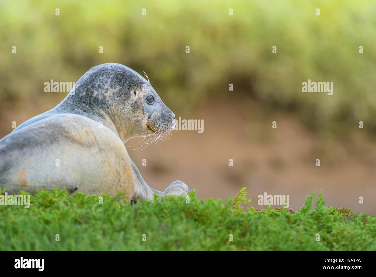 The Harbour Seal (common Seal) located at Rye Harbour, United Kingdom ...