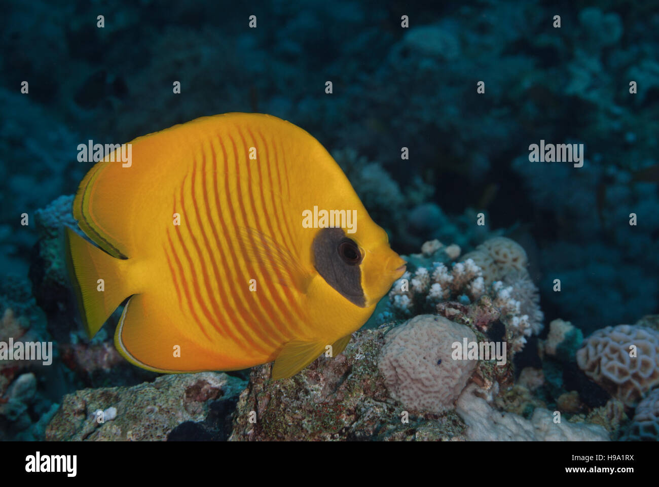 Addis Butterflyfish, Bluecheek Butterflyfish Chaetodon semilarvatus ...