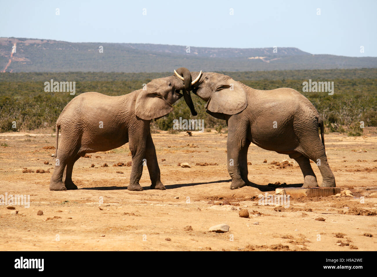 Elephants In Love