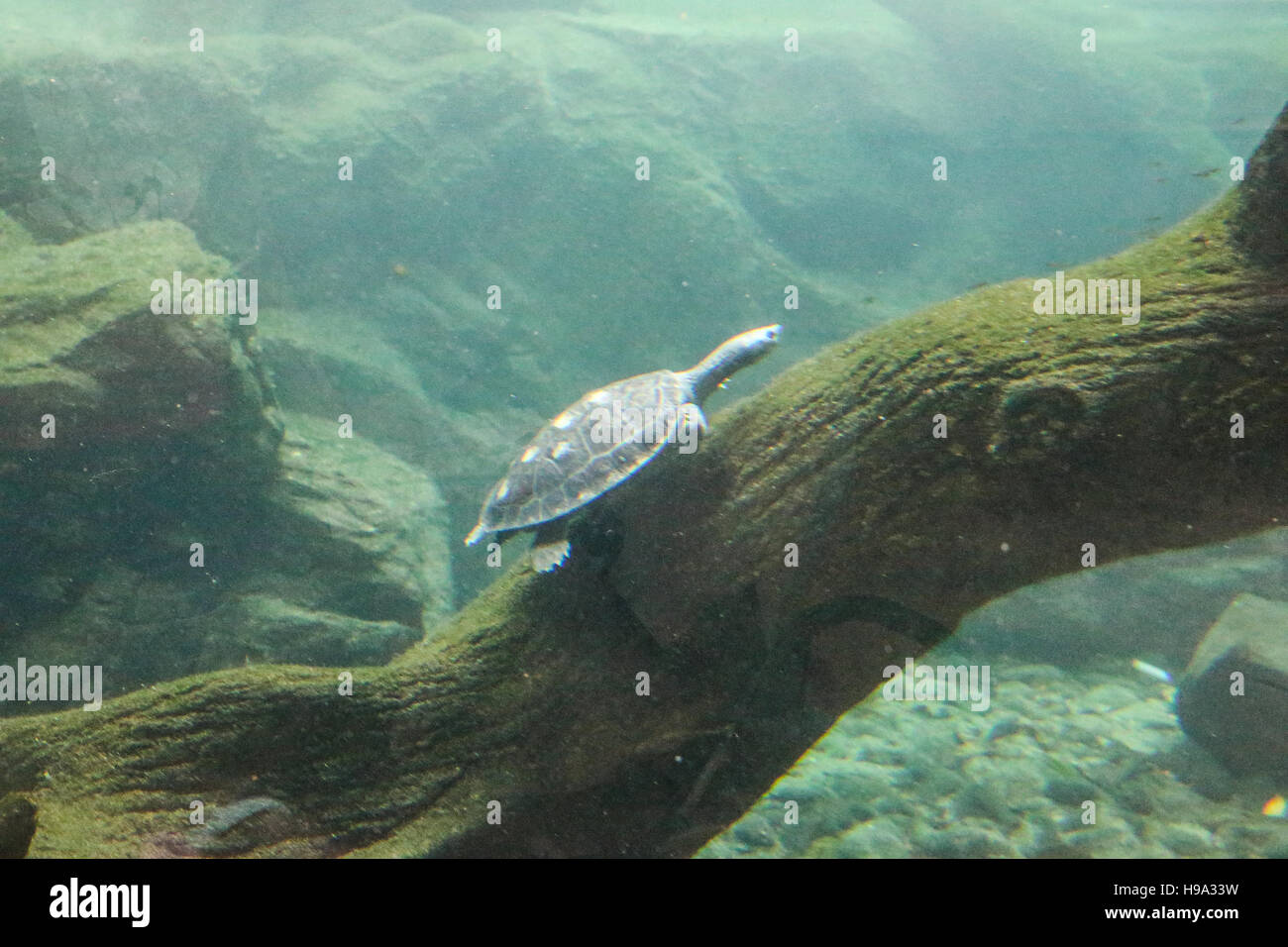 Turtle under a tree hi-res stock photography and images - Alamy