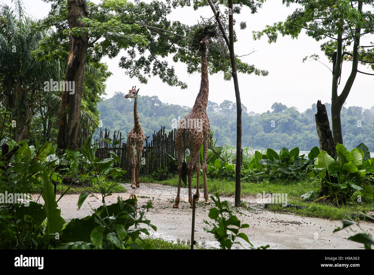Giraffe nibbling leaves from the trees Stock Photo - Alamy