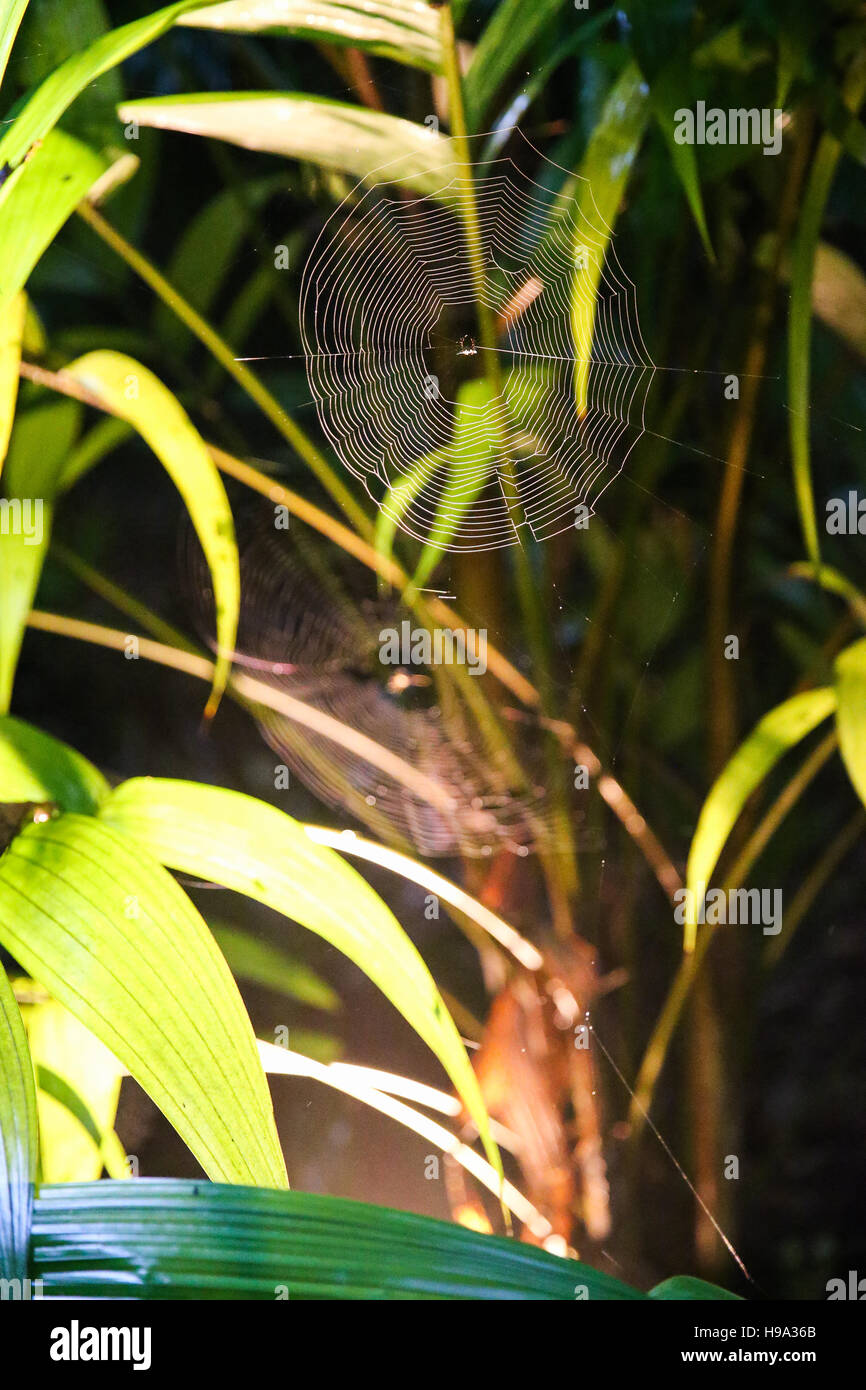 Spider web with colorful background Stock Photo - Alamy