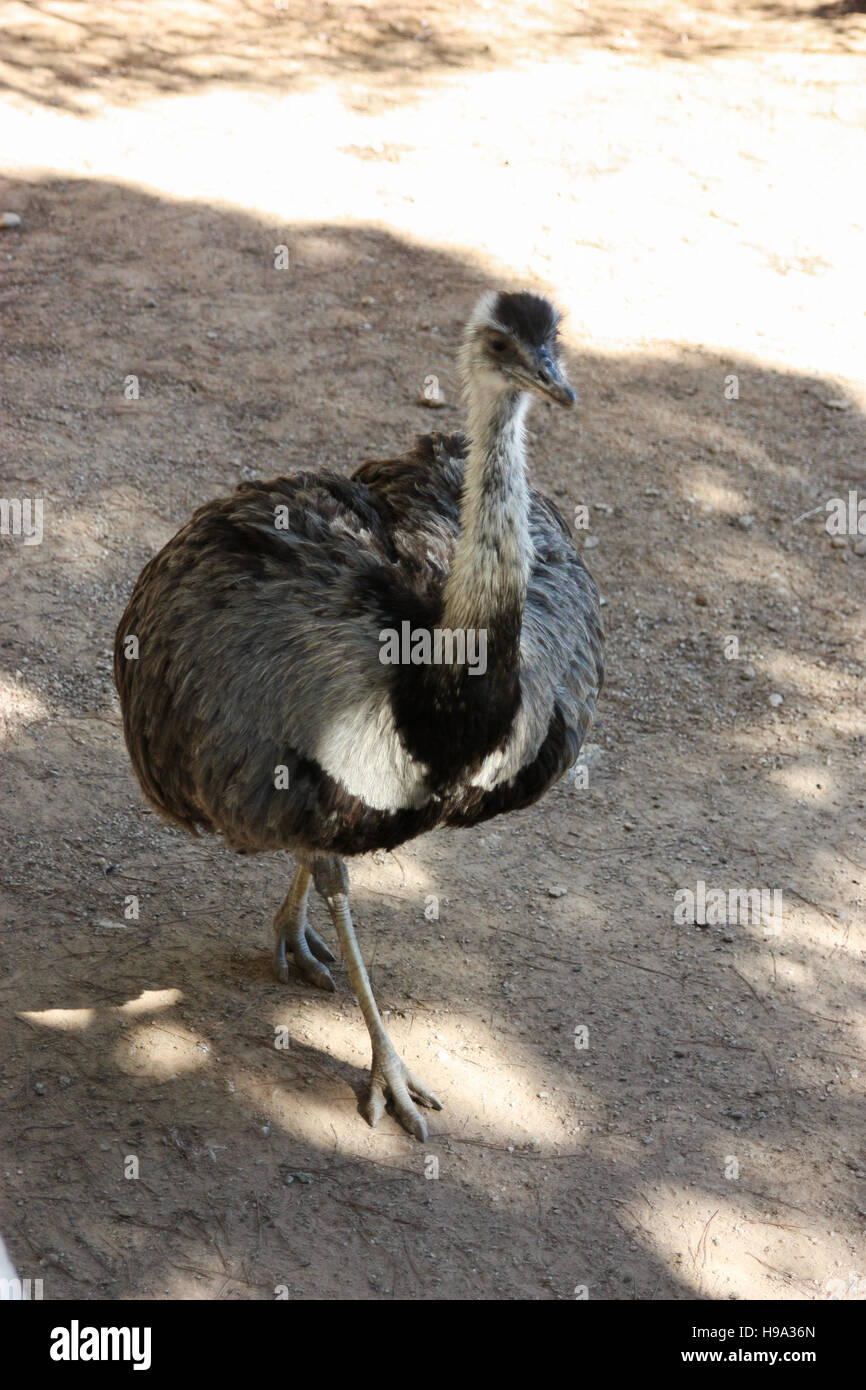 Emu closeup hi-res stock photography and images - Alamy