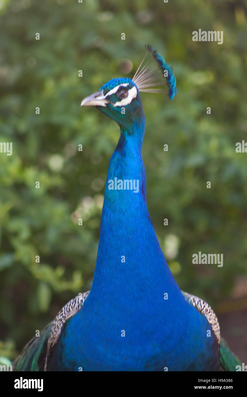 Peacock - neck and head in profile Stock Photo - Alamy