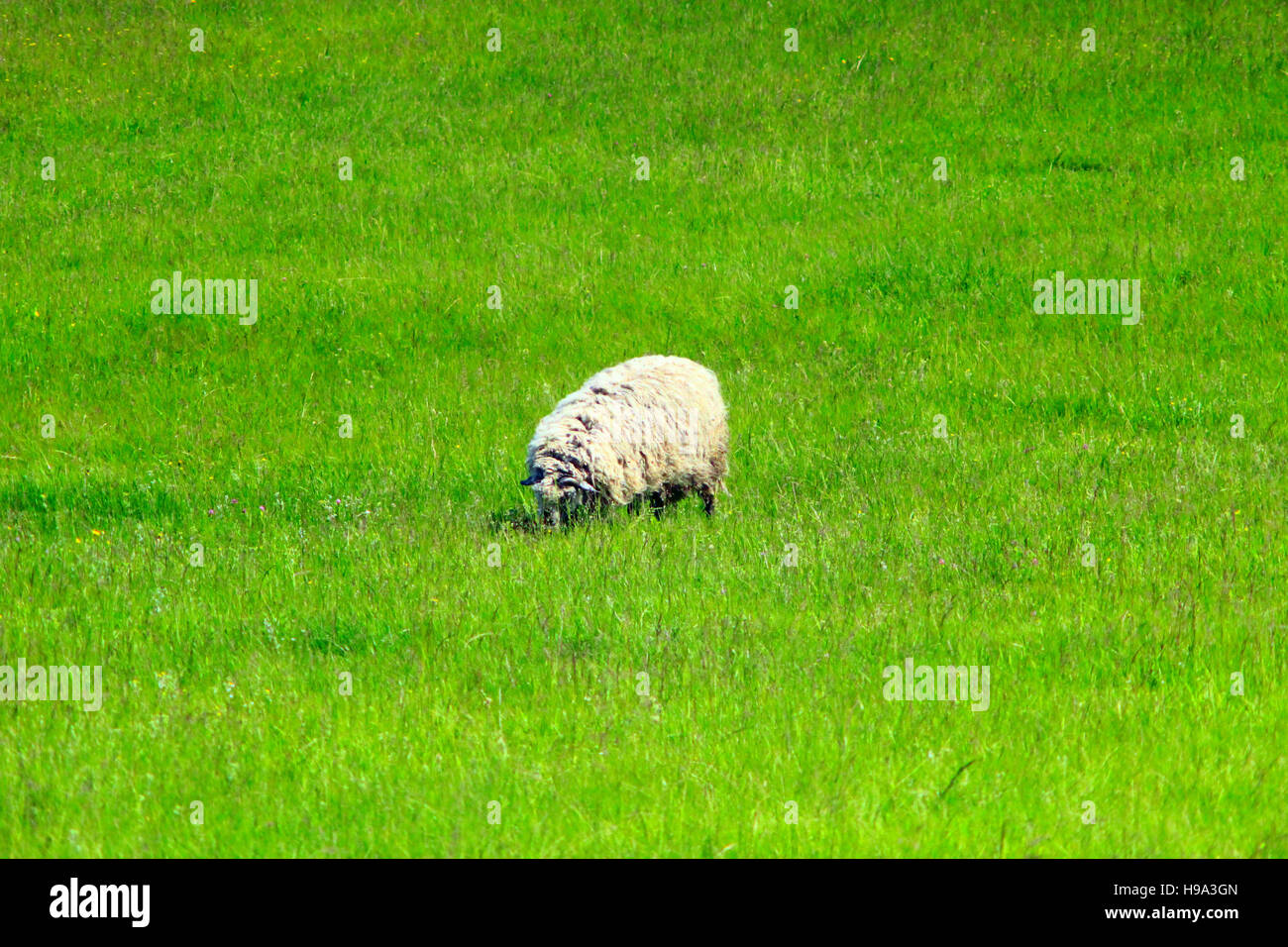 sheep grazing on the green grass of pasture Stock Photo - Alamy