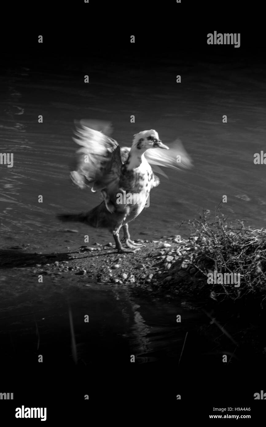 white duck dancing enthusiastic Stock Photo - Alamy