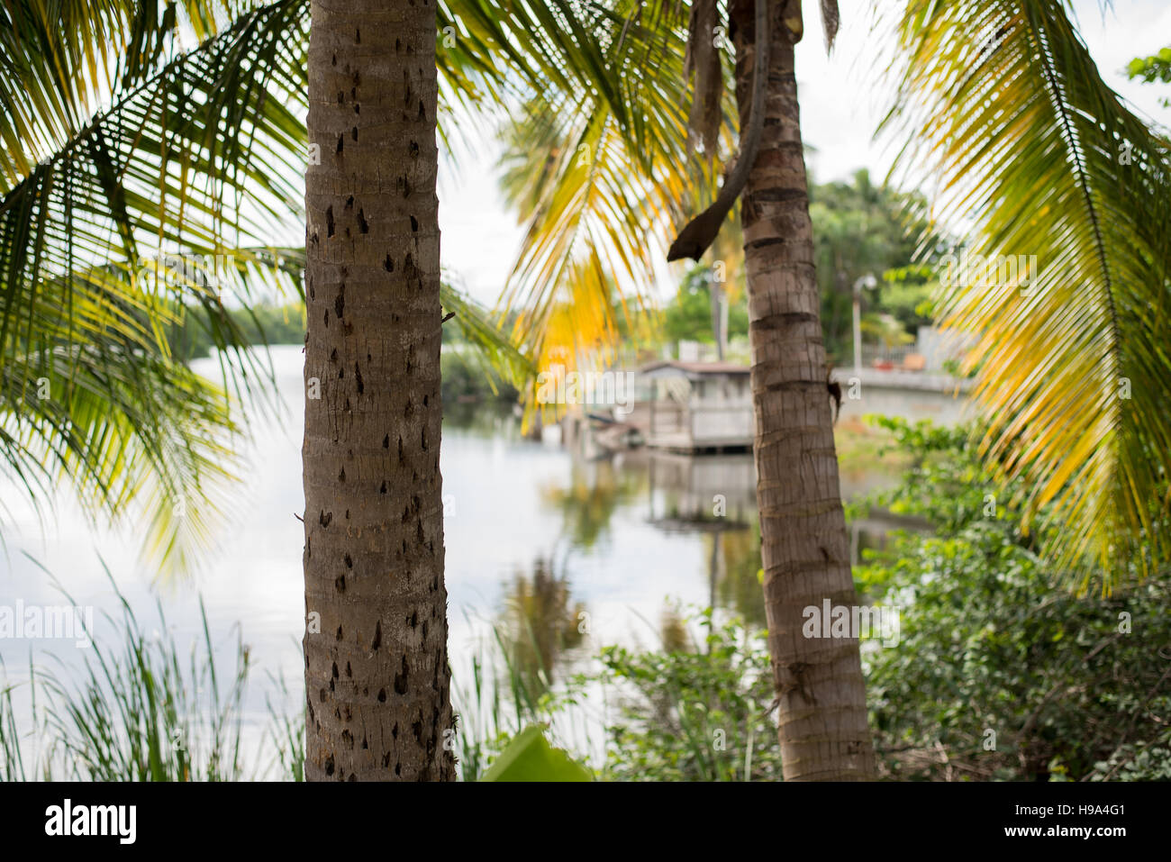 Palm trees and nature hi-res stock photography and images - Alamy