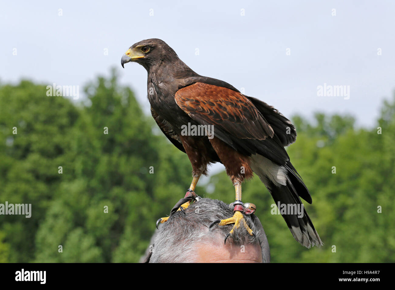 falcon, baroque festival, castle gardens, Ludwigslust, Mecklenburg-West ...