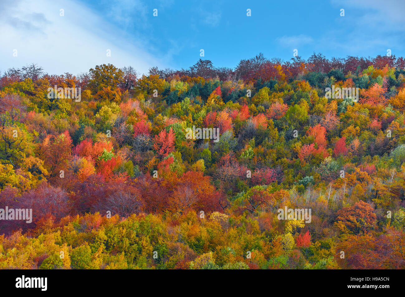Colorful autumnal landscape in a forest with deciduous trees Stock ...