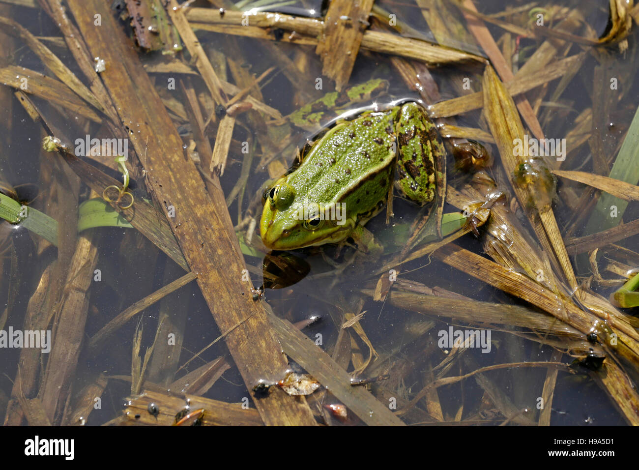 frog in a pond, Mecklenburg-West Pomerania, Germany Stock Photo - Alamy