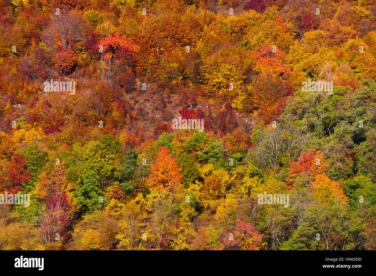 Colorful autumnal landscape in a forest with deciduous trees Stock ...