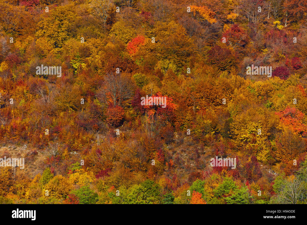 Colorful autumnal landscape in a forest with deciduous trees Stock ...