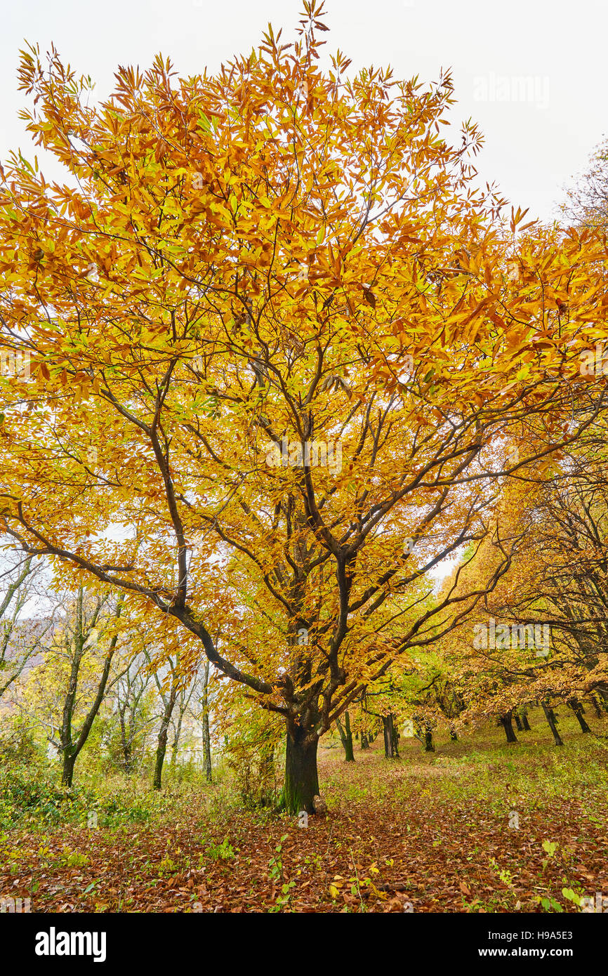Forest of chestnut and other deciduous trees in the autumn Stock Photo ...
