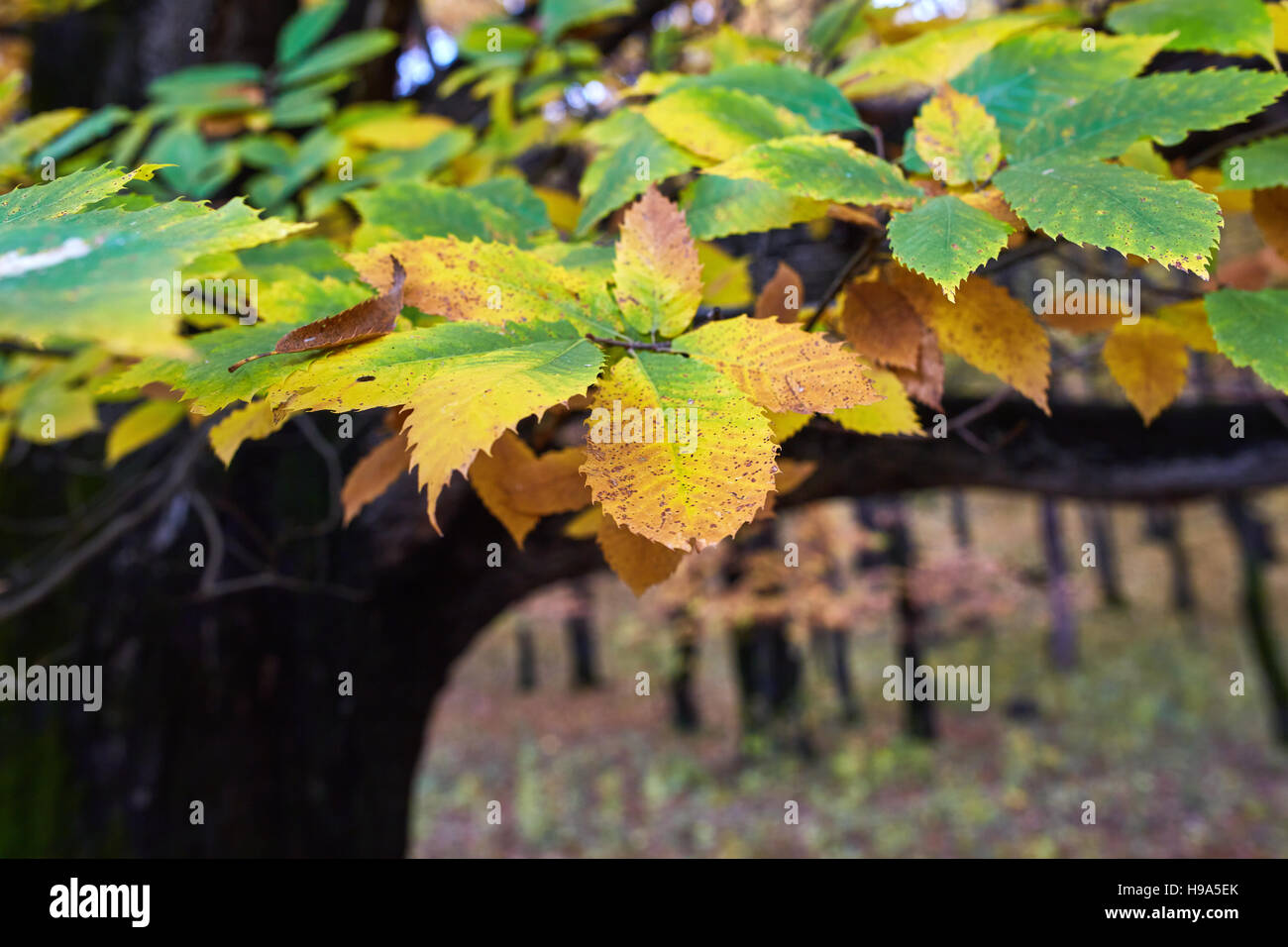 Forest of chestnut and other deciduous trees in the autumn Stock Photo ...