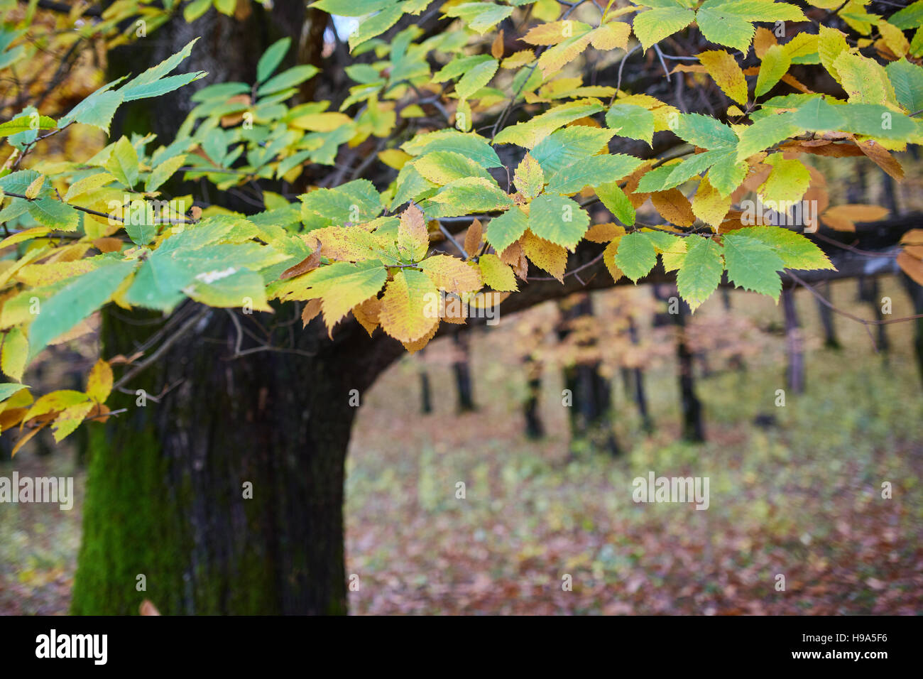 Forest of chestnut and other deciduous trees in the autumn Stock Photo ...
