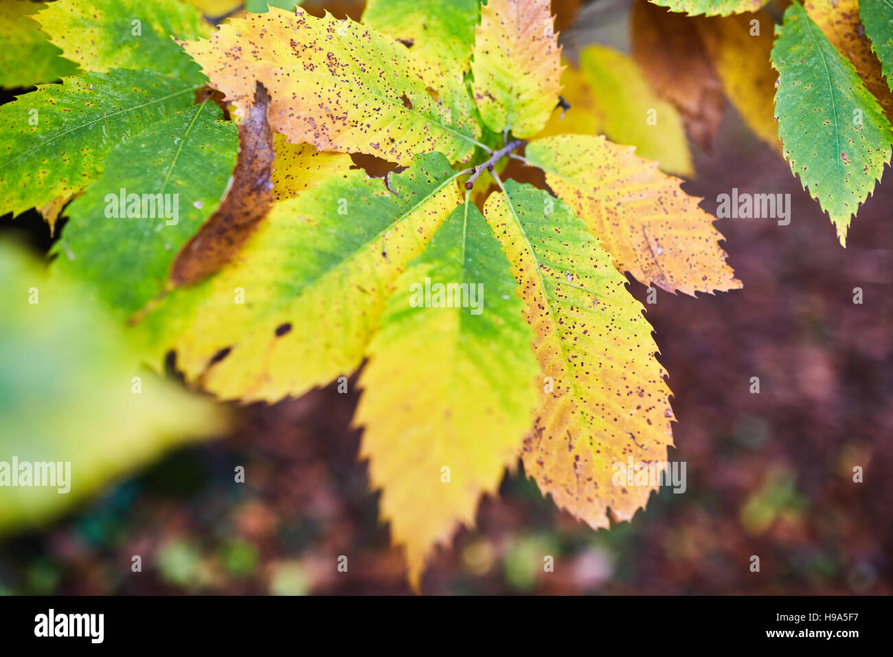 Forest of chestnut and other deciduous trees in the autumn Stock Photo ...