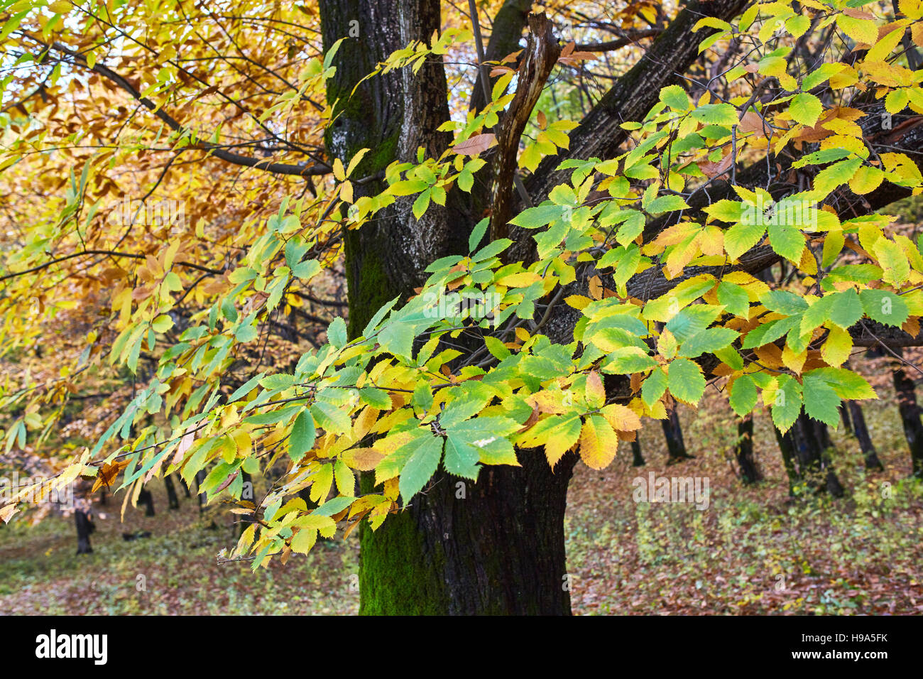 Forest of chestnut and other deciduous trees in the autumn Stock Photo ...