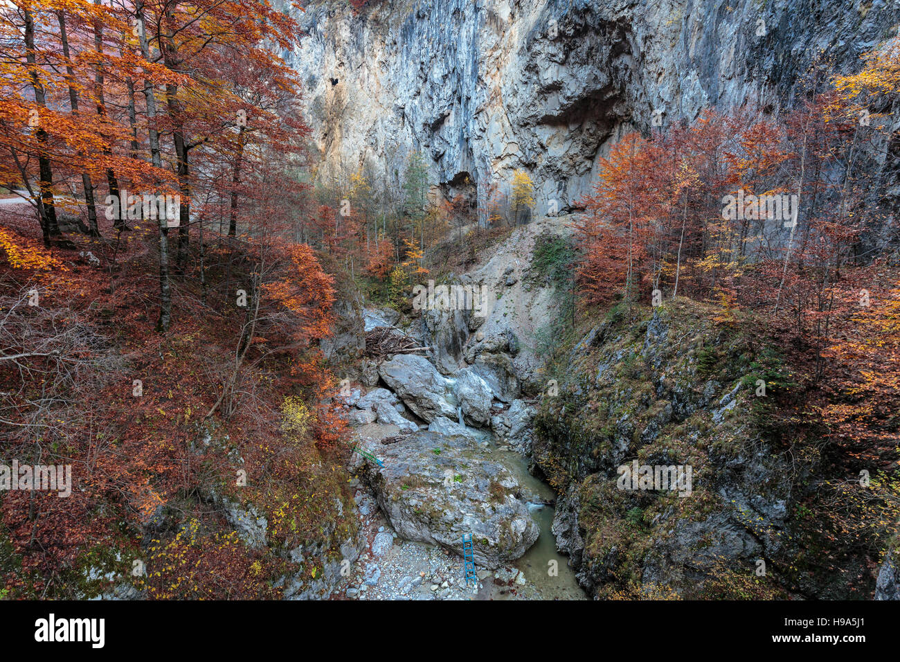 Landscape with a canyon and forest in the autumn Stock Photo - Alamy
