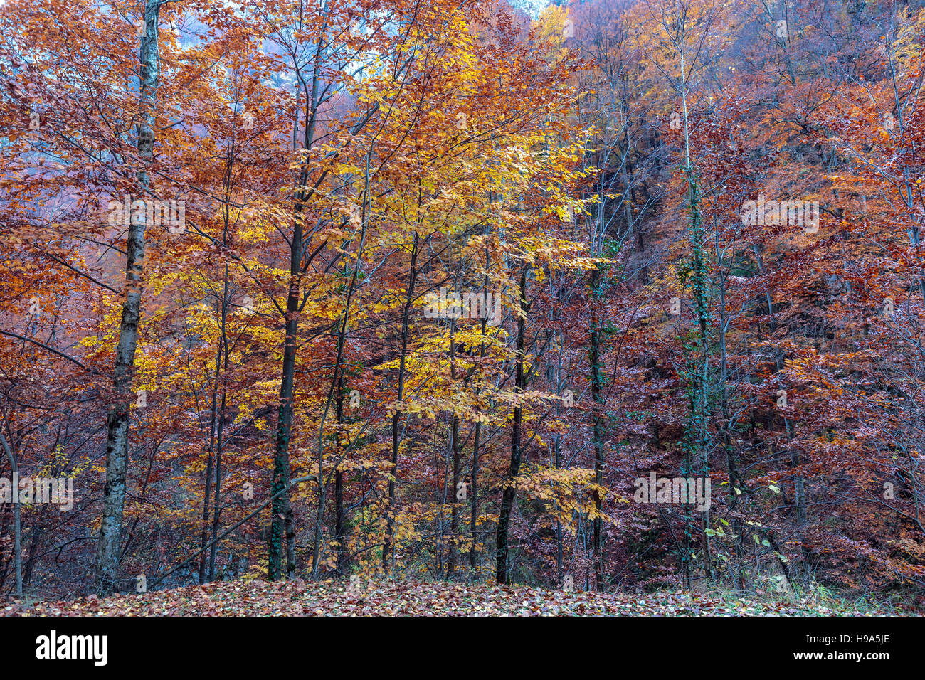 Colorful trees in a mountain forest in the autumn Stock Photo - Alamy