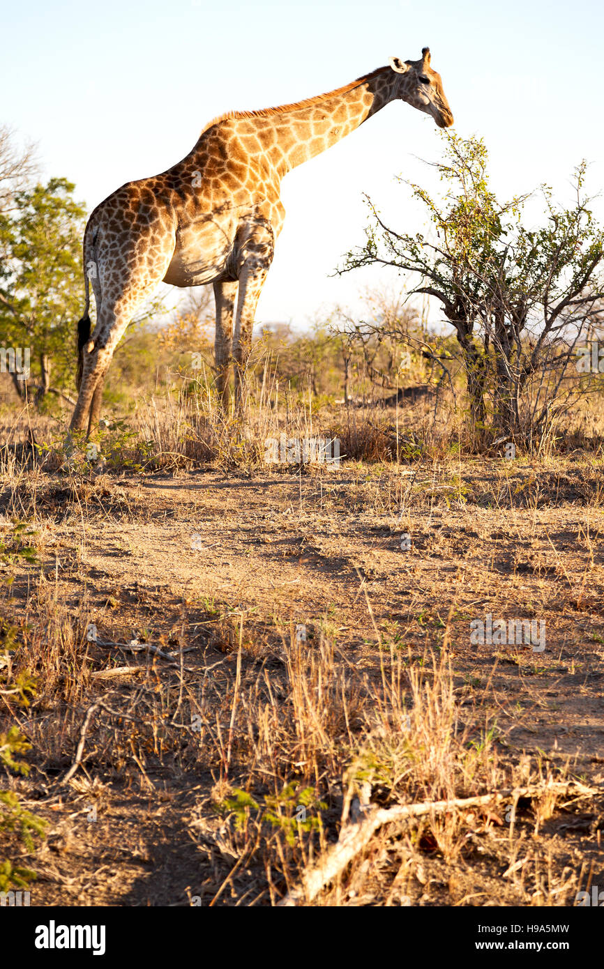 blur in south africa kruger wildlife nature reserve and wild giraffe ...