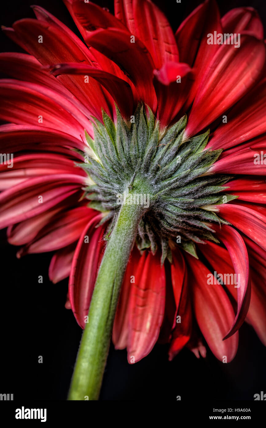Red Gerbera Daisy Photography