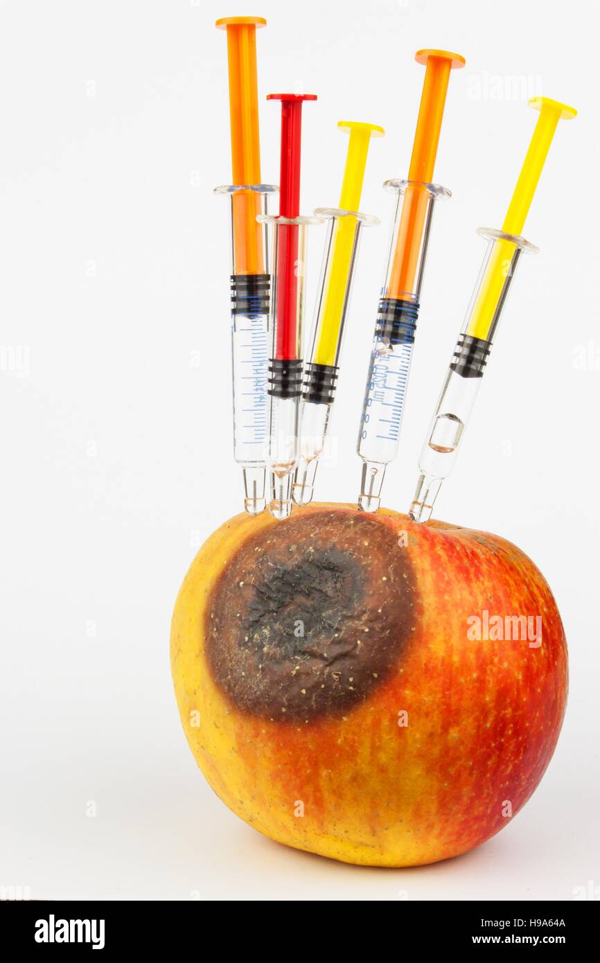 Moldy apple. Injection into red apple - Concept for Genetically ...