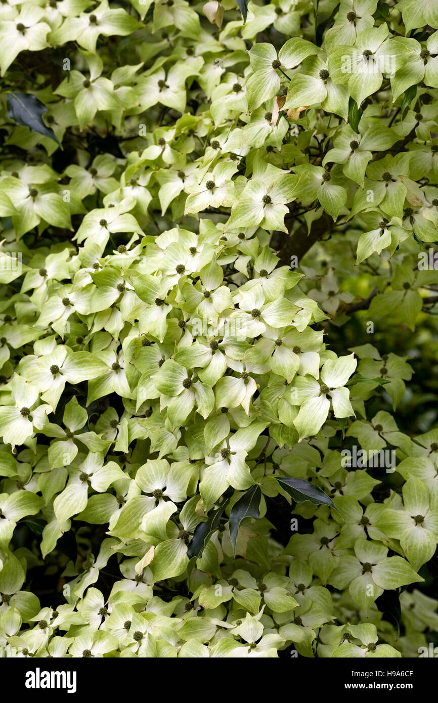 Cornus kousa 'Greensleeves' in early summer Stock Photo - Alamy