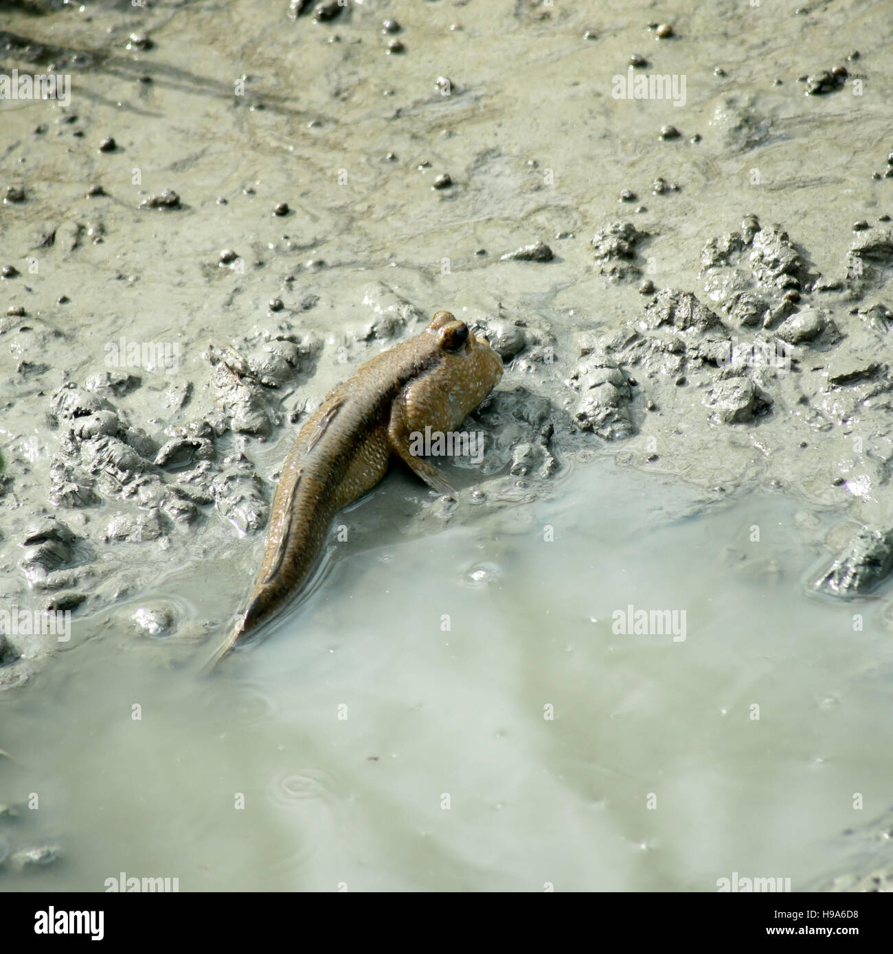 Mudskipper fishing hi-res stock photography and images - Alamy
