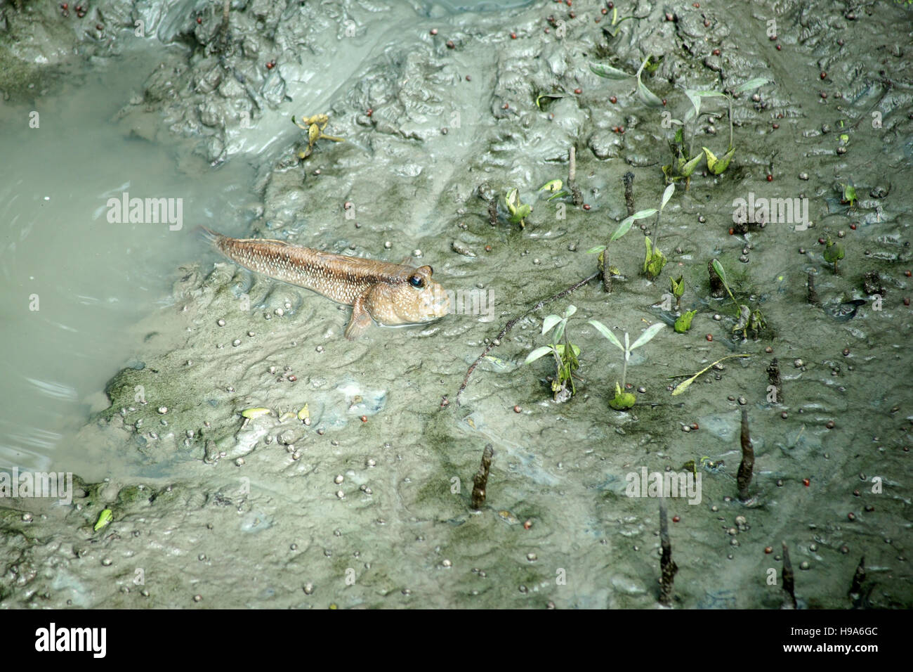 mudskipper or amphibious fish in mangrove forest Stock Photo - Alamy