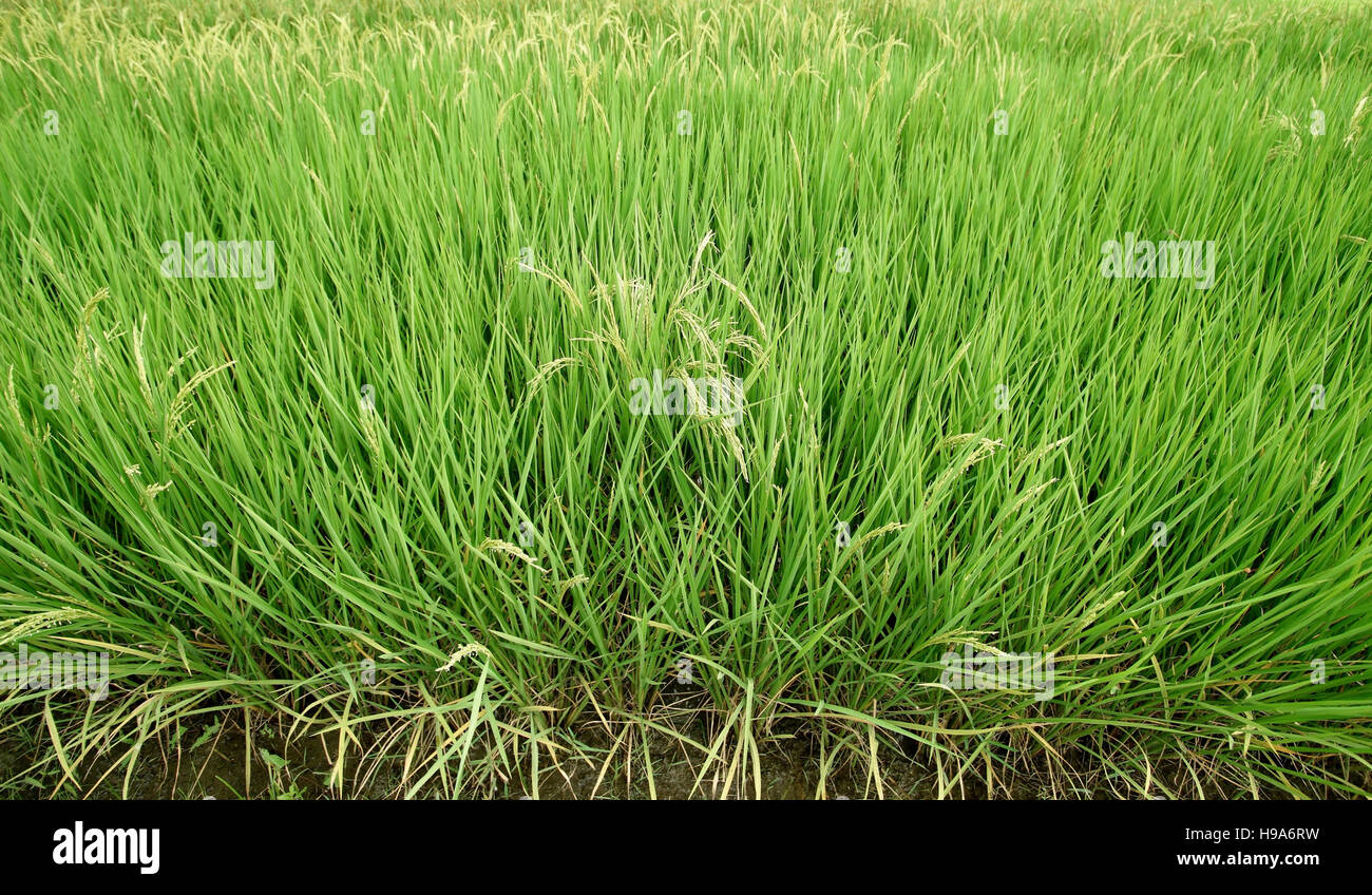 green paddy rice in the field as food background Stock Photo - Alamy