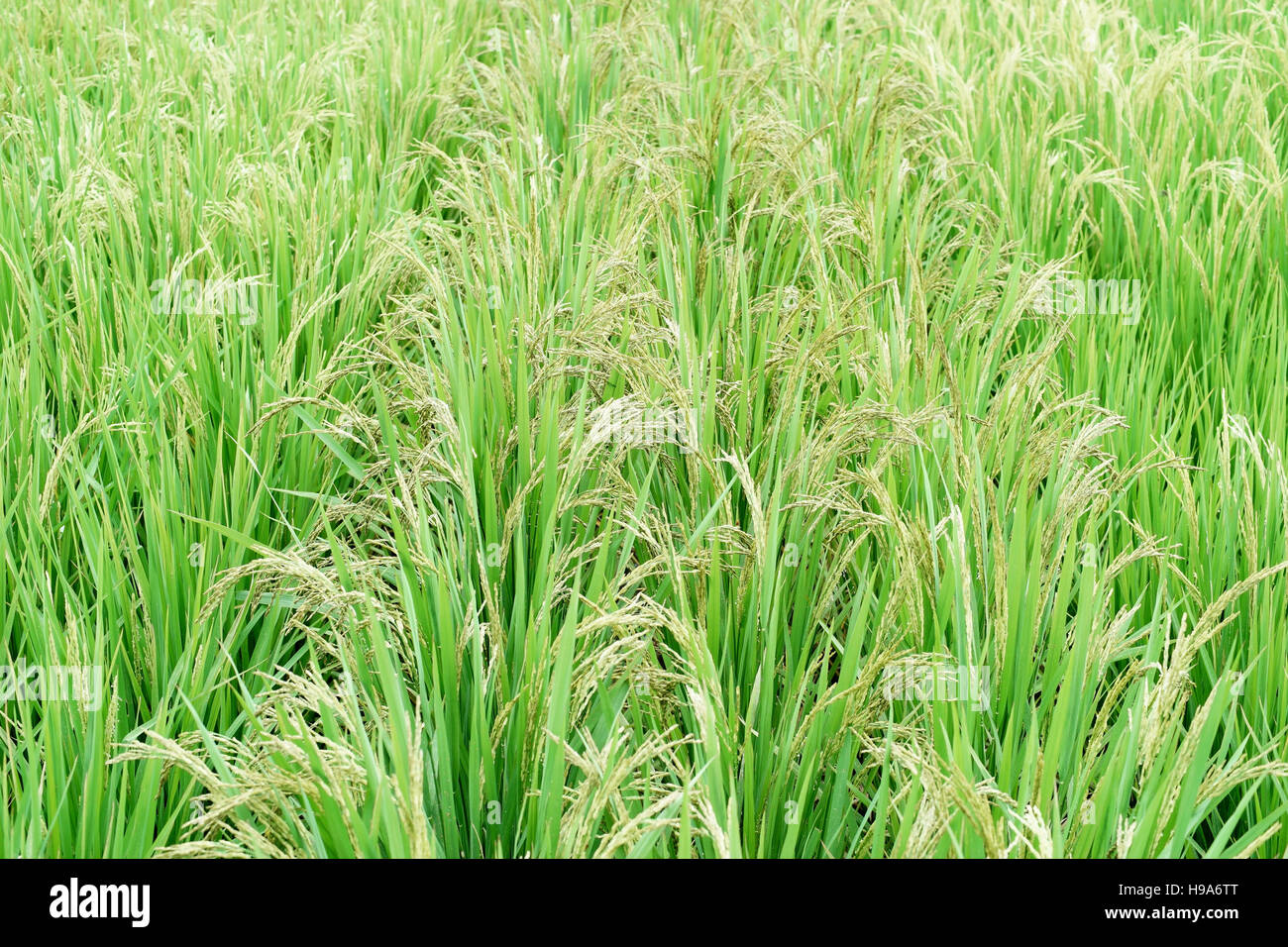 green paddy rice in the field as food background Stock Photo - Alamy
