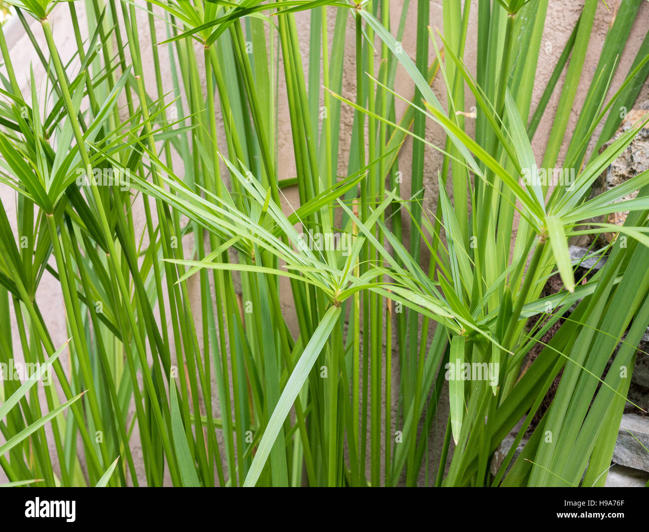 Borinda are clumping bamboos from Bhutan, Tibet, Yunnan & Sichuan. They ...