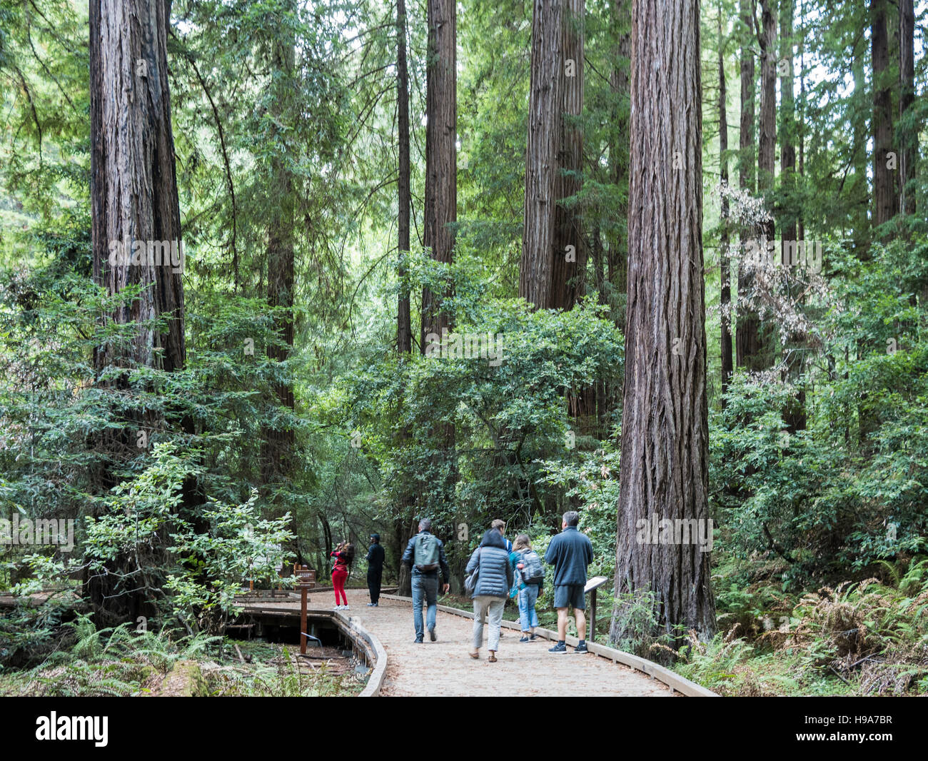 Muir Woods National Monument is a unit of the National Park Service on ...