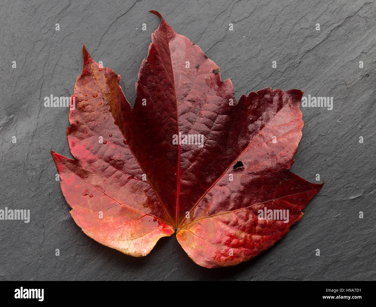 Portrait of a single large red autumn leaf on slate, shot from above ...