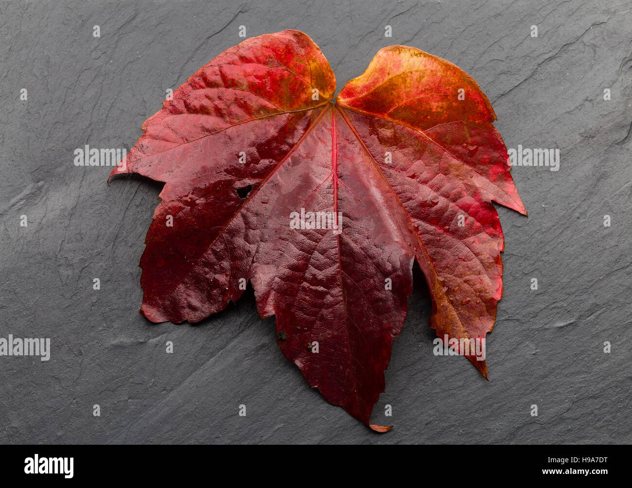 Portrait of a single large red autumn leaf on slate, shot from above ...