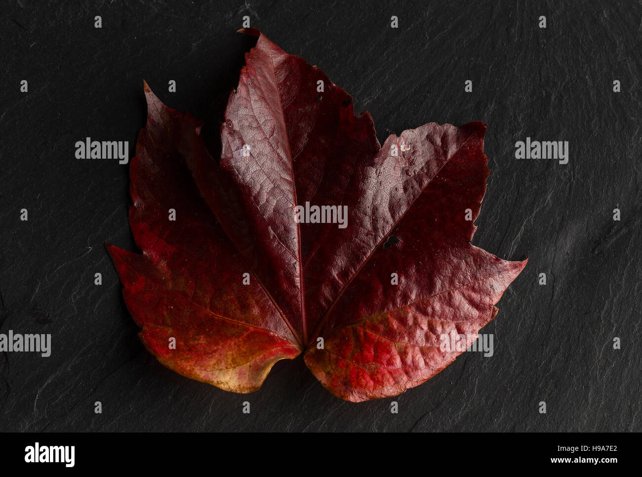 Funereal portrait hi-res stock photography and images - Alamy