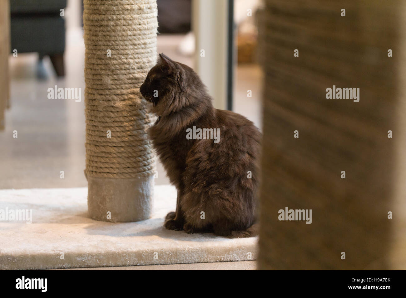 Scratch fur hi-res stock photography and images - Alamy