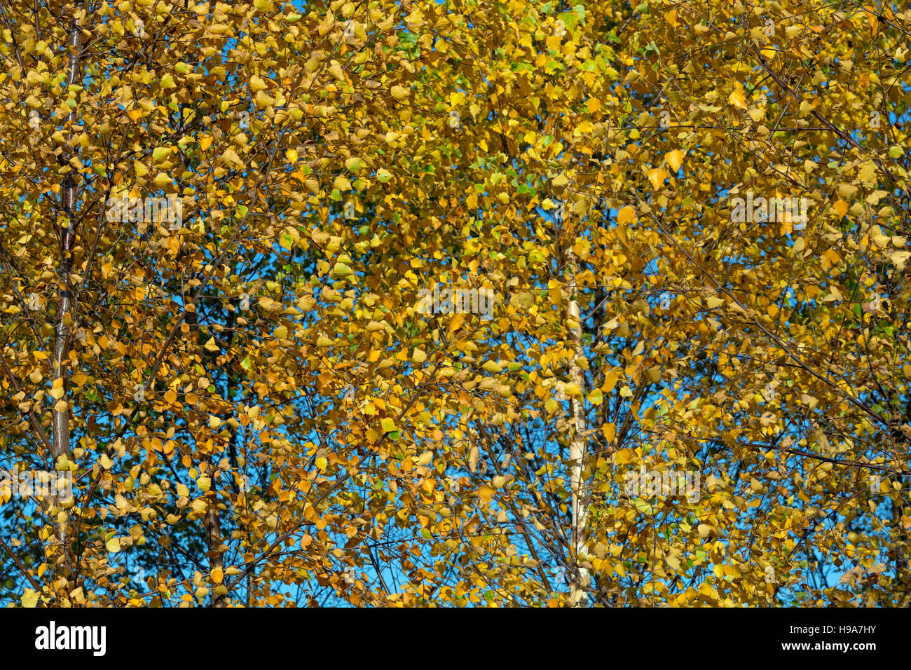 Silver Birches Betula pendula in full autumn colour Stock Photo - Alamy