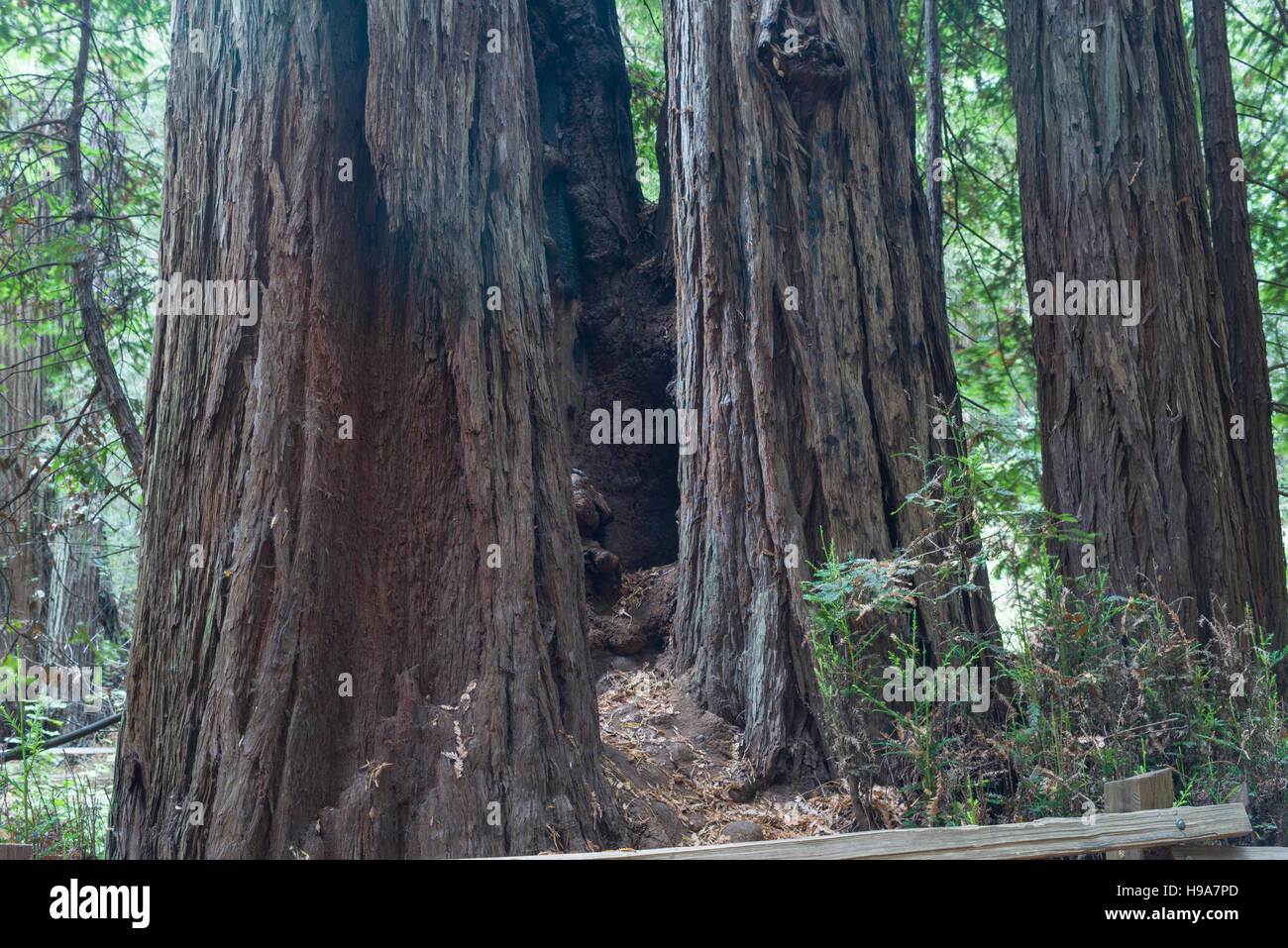 Muir Woods National Monument is a unit of the National Park Service on ...