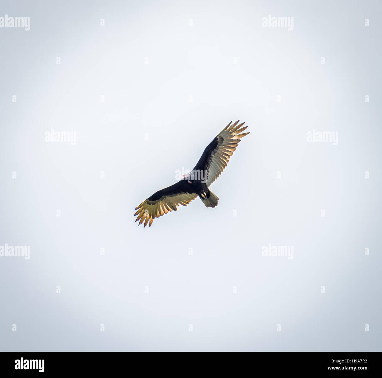 Condor Soaring High Stock Photo - Alamy