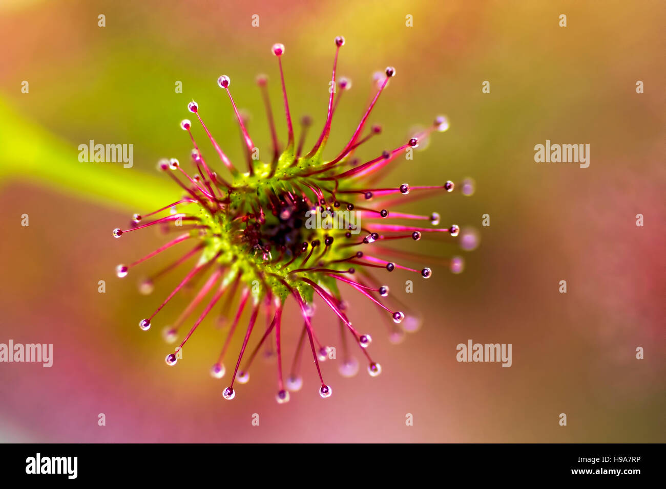 Drosera porrecta,carnivorous plant, Western Australia Stock Photo - Alamy
