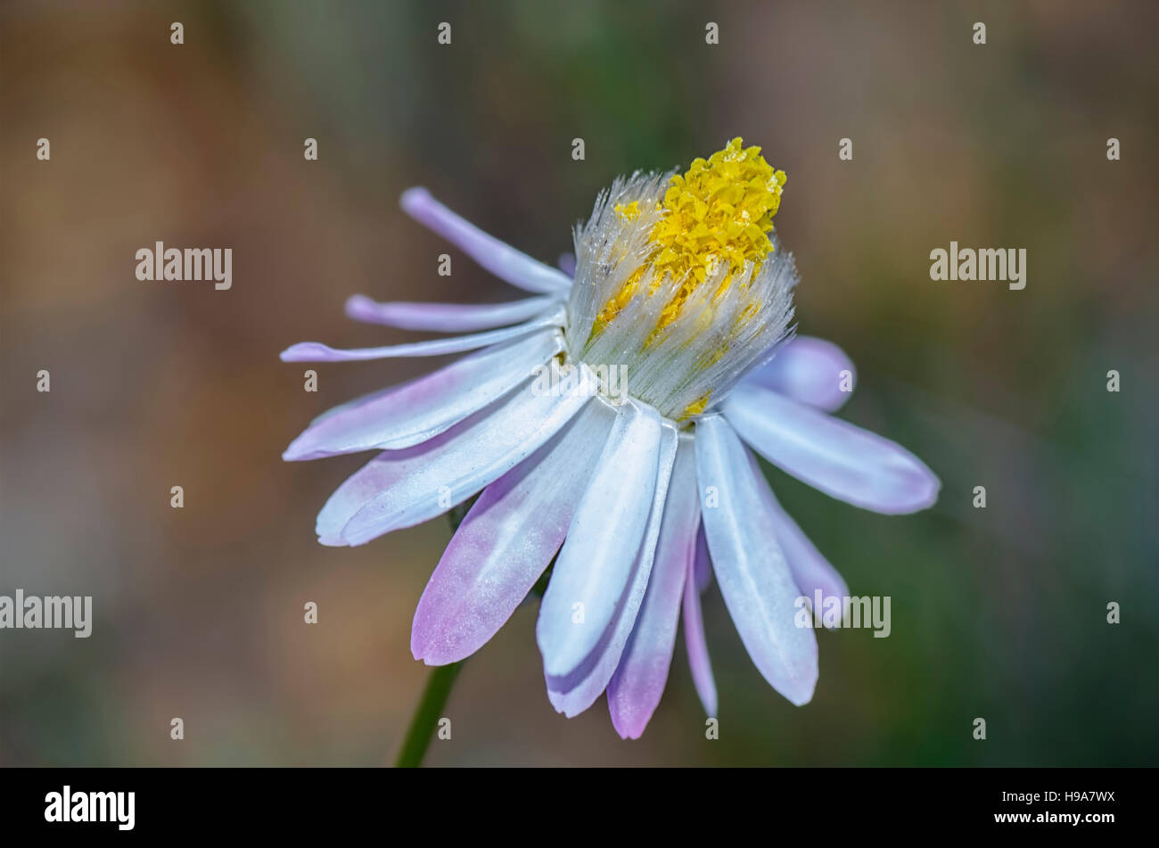 Paper Daisy, Everlastings, Poached-egg Daisy , Waitzia acuminata var ...