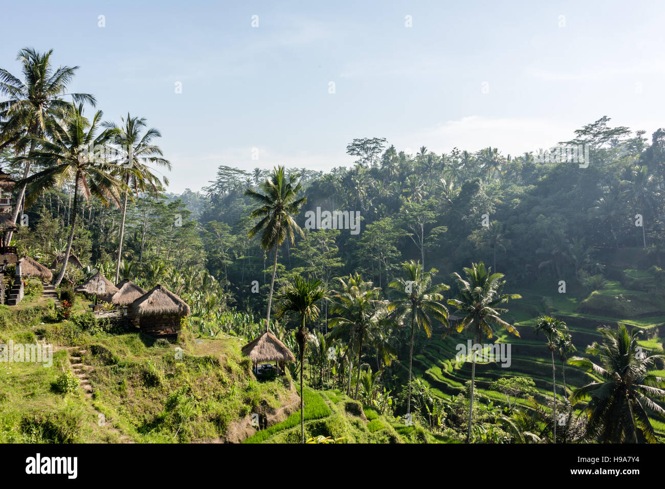 Rice Paddies Bali Stock Photo - Alamy