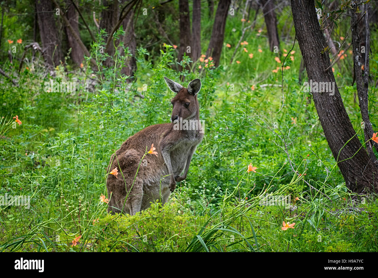 Australian native Kangaroo Stock Photo - Alamy