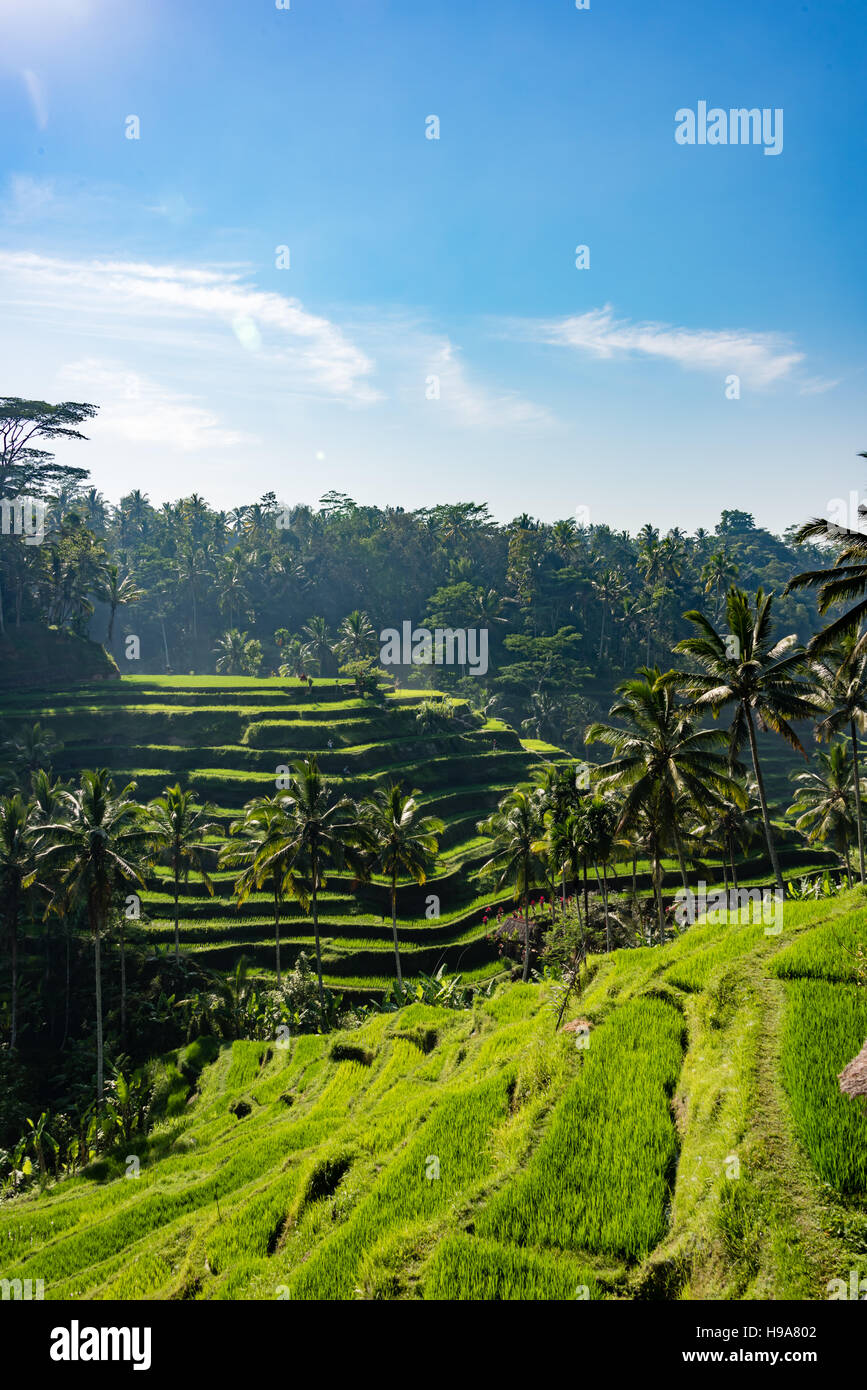Rice Paddies Bali Stock Photo - Alamy