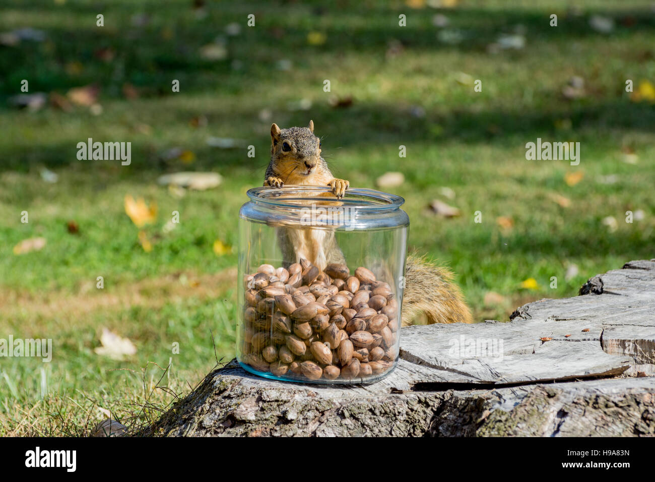 Eastern Fox Squirrel with a jar of nuts Stock Photo - Alamy