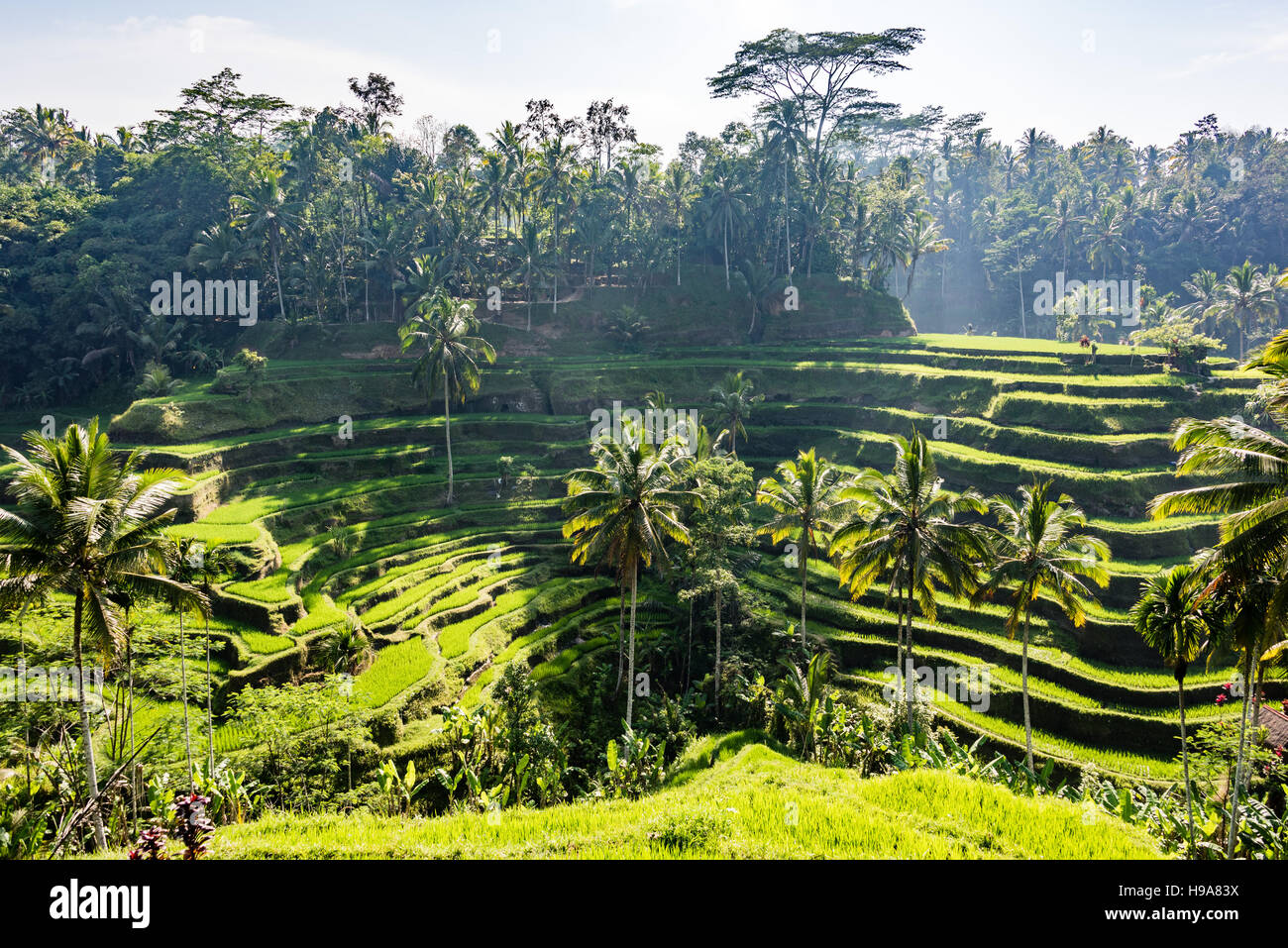 Rice Paddies Bali Stock Photo - Alamy