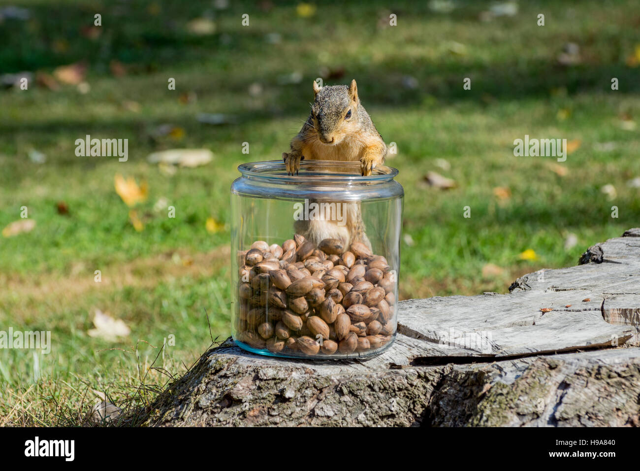 Eastern fox squirrel nuts hi-res stock photography and images - Alamy
