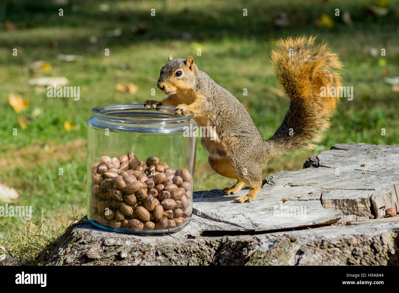 Fox squirrel standing hi-res stock photography and images - Alamy