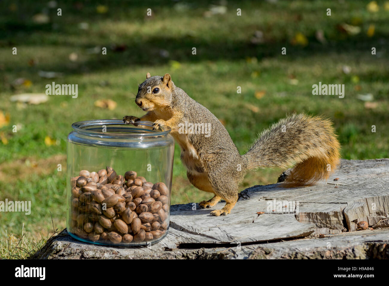 Eastern Fox Squirrel with a jar of nuts Stock Photo - Alamy
